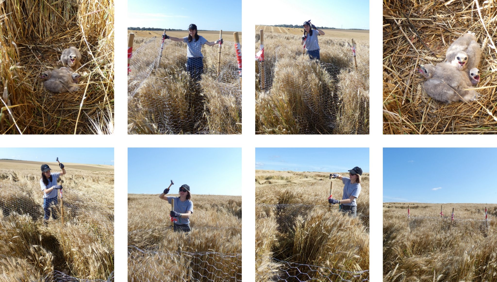 Protection d'un nid de Busard Saint-Martin | Sens Of Life